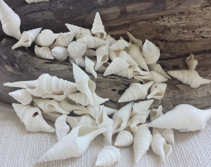 Beach Decor, Seashells, Shells, Bulk Shells, Craft Shells, Tiny Shells ...