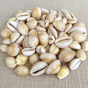 Cowrie Shells, White Shells, Small Shells, Tiny Shells, Beach Decor ...
