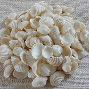 Beach Decor, Small Shells, White Shells, Seashells, Shells, Craft ...