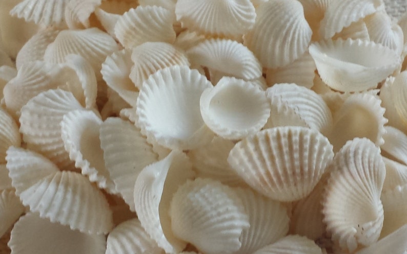 Beach Decor Small Shells White Shells Seashells Shells - Etsy