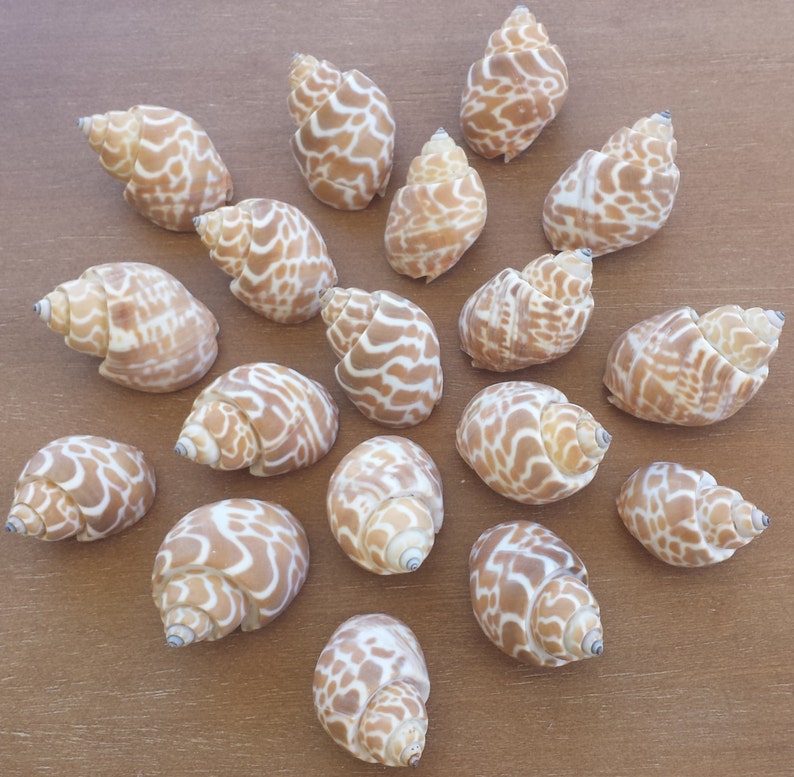 Seashells Shells Craft Shells Bulk Shells Small Shells - Etsy