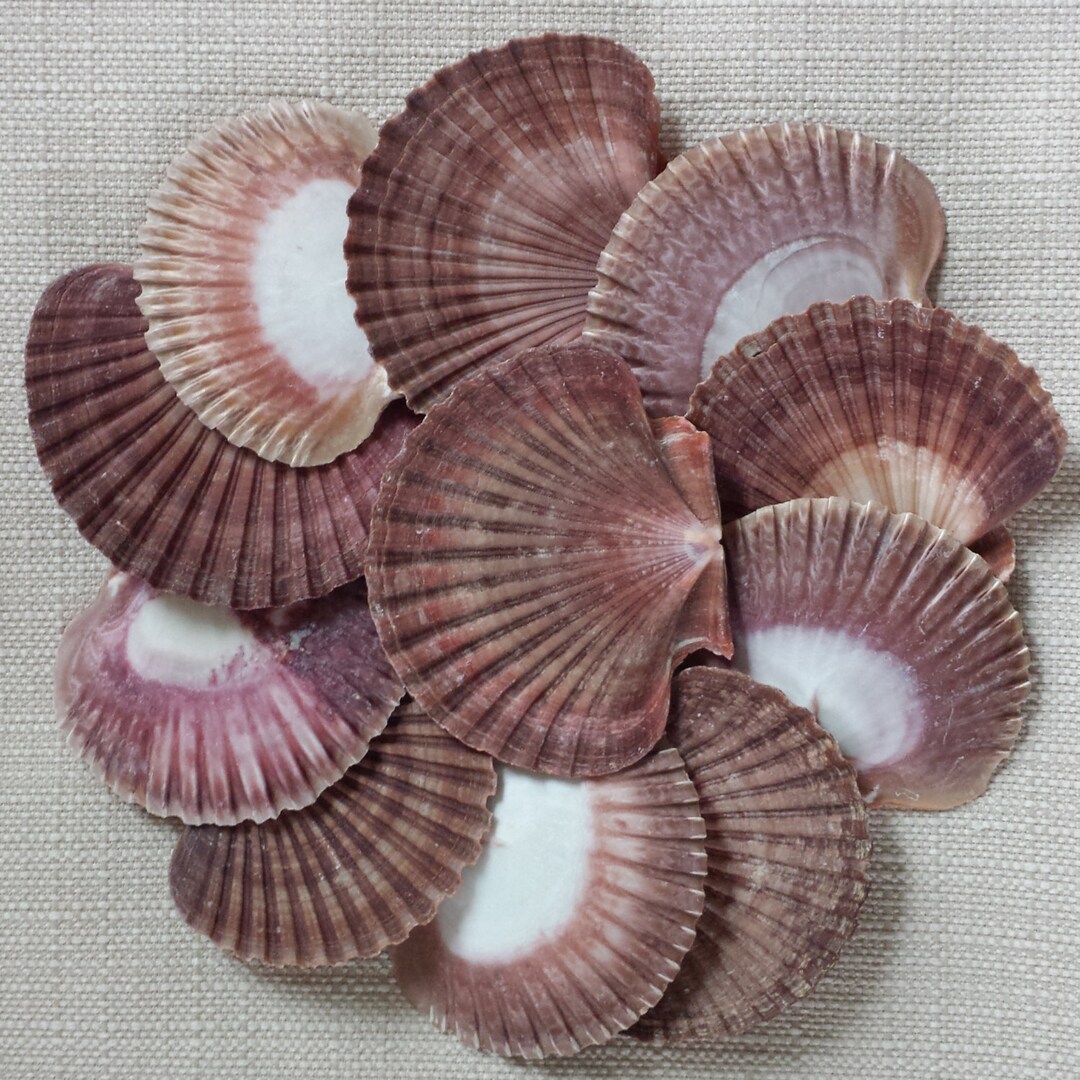 Beach Decor, Mexican Flat Scallop Shell, Scallop Shells, Craft Shells ...