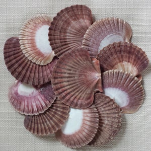 Beach Decor, Mexican Flat Scallop Shell, Scallop Shells, Craft Shells ...