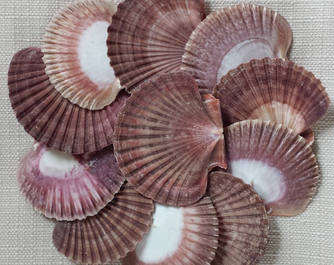 Beach Decor, Mexican Flat Scallop Shell, Scallop Shells, Craft Shells ...