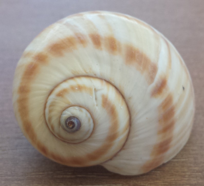 Shark Eye Seashells Shells Beach Decor Craft Shells Bulk | Etsy