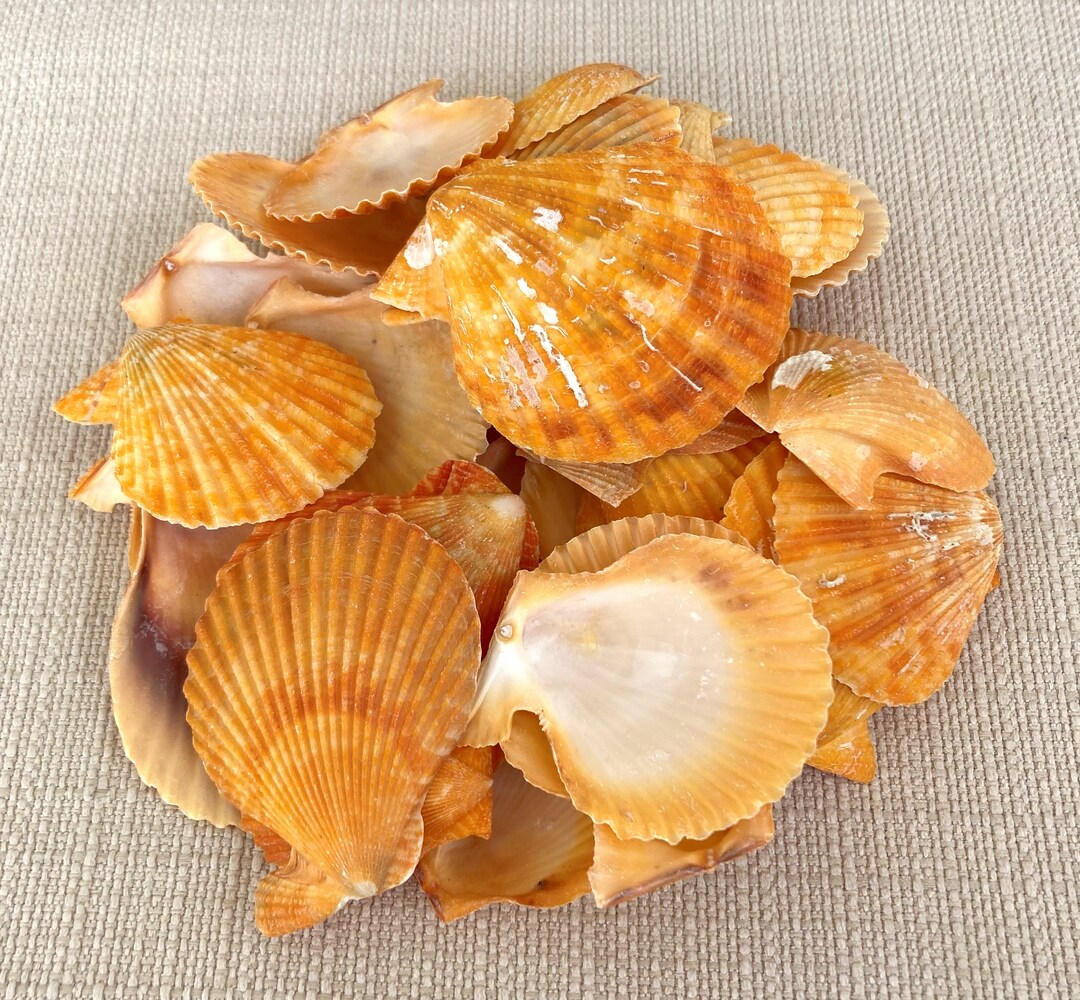 Scallop Shells, Craft Shells, Beach Decor, Seashells, Shells, Pecten ...