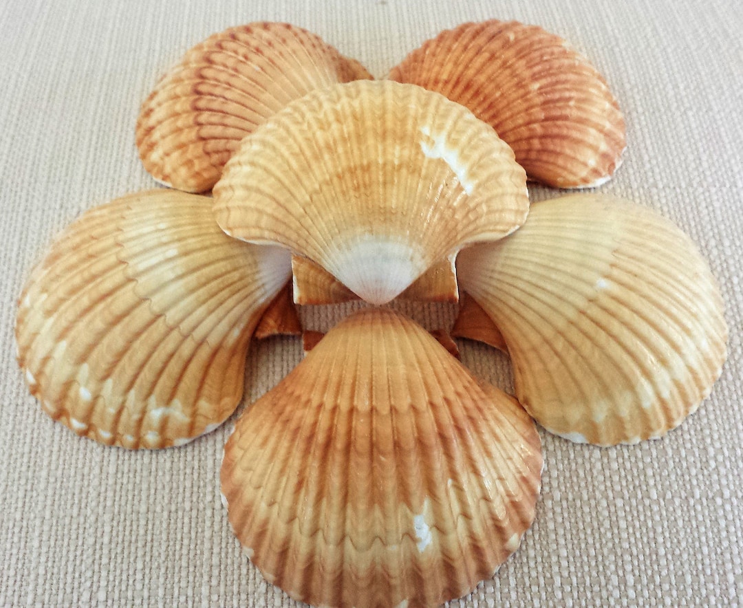 Scallop Shells, Mexican Deep Scallop Shells, Sea Shells, Beach Decor ...