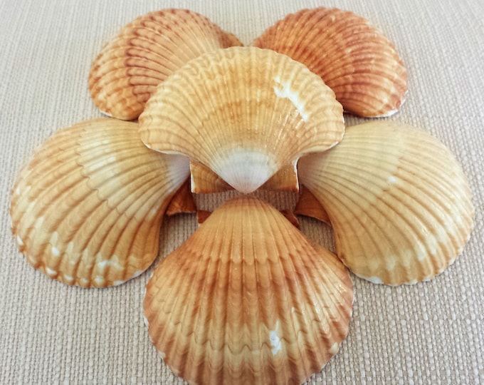 Scallop Shells, Mexican Deep Scallop Shells, Sea Shells, Beach Decor ...