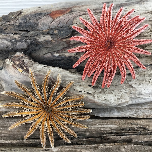 Starfish Home Decor - Etsy