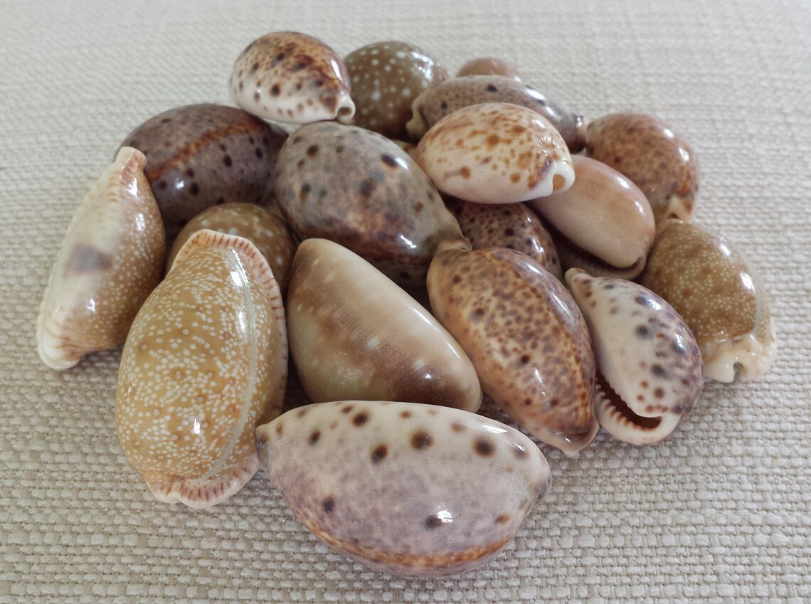 Cowrie Shells Small Shells Bulk Shells Beach Decor - Etsy