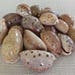 Cowrie Shells, Small Shells, Bulk Shells, Beach Decor, Seashells ...