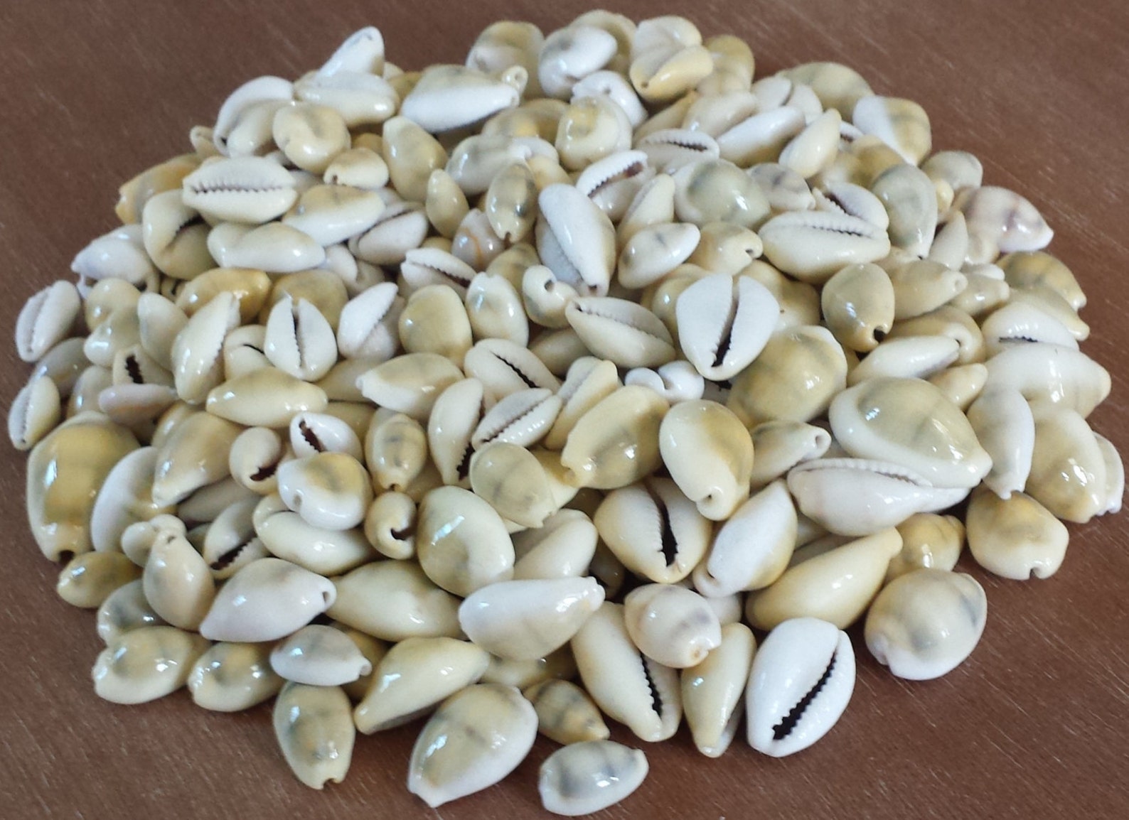 Small Shells Tiny Shells Beach Decor Seashells Shells - Etsy