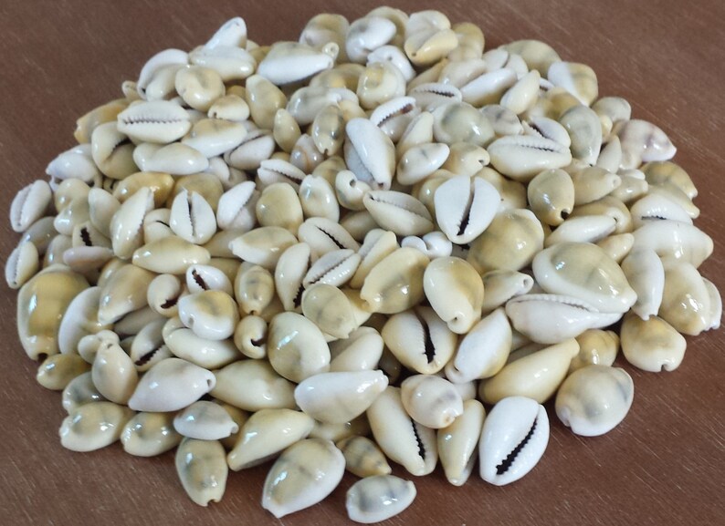 Small Shells Tiny Shells Beach Decor Seashells Shells - Etsy