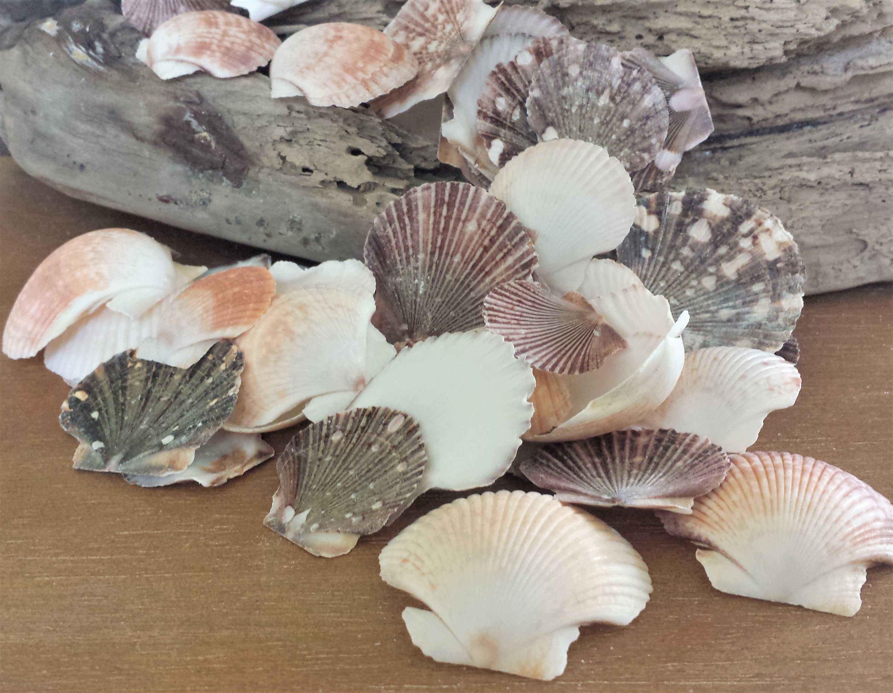 Small Shells, Bulk Shells, Craft Shells, Beach Decor, Seashells, Shells ...