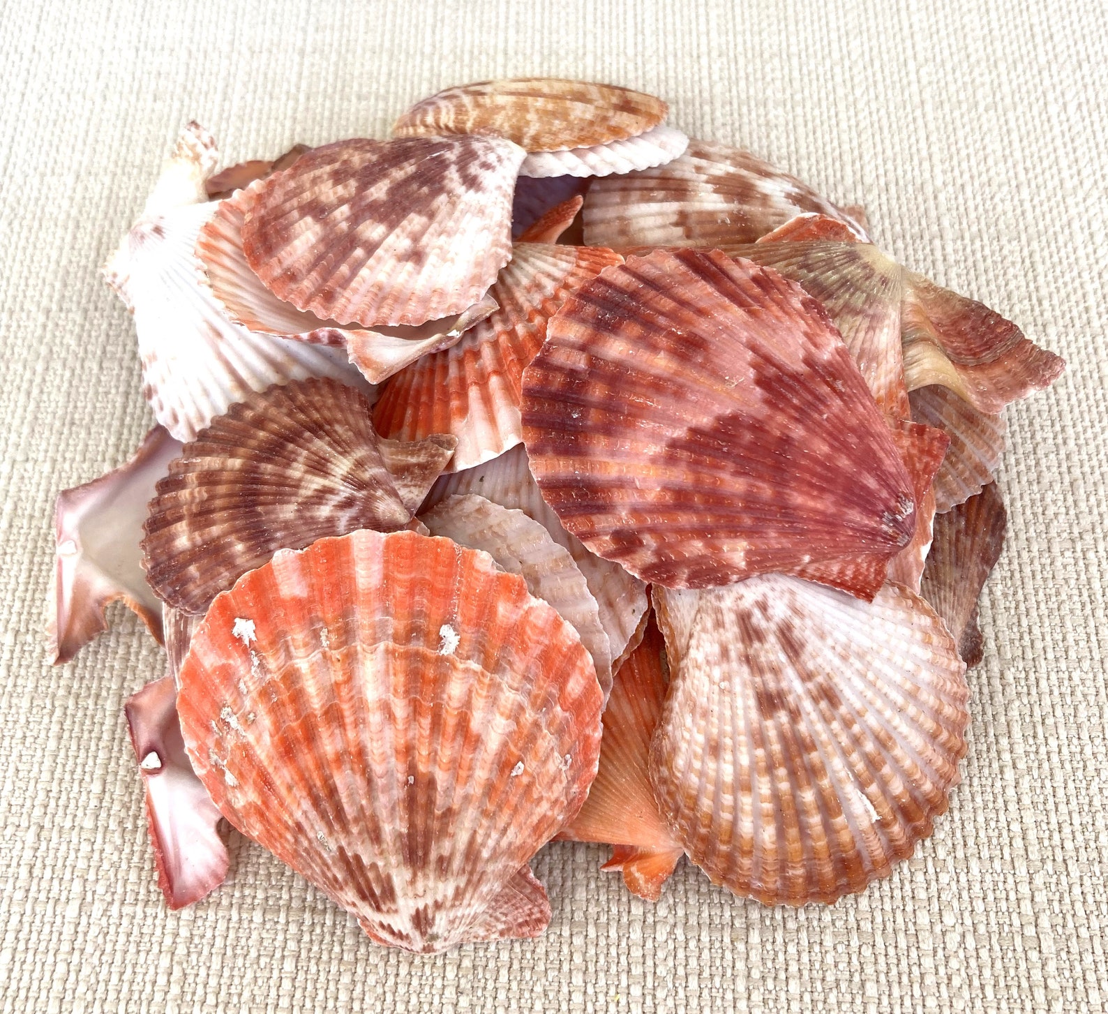 Scallop Shells Craft Shells Beach Decor Seashells Shells - Etsy