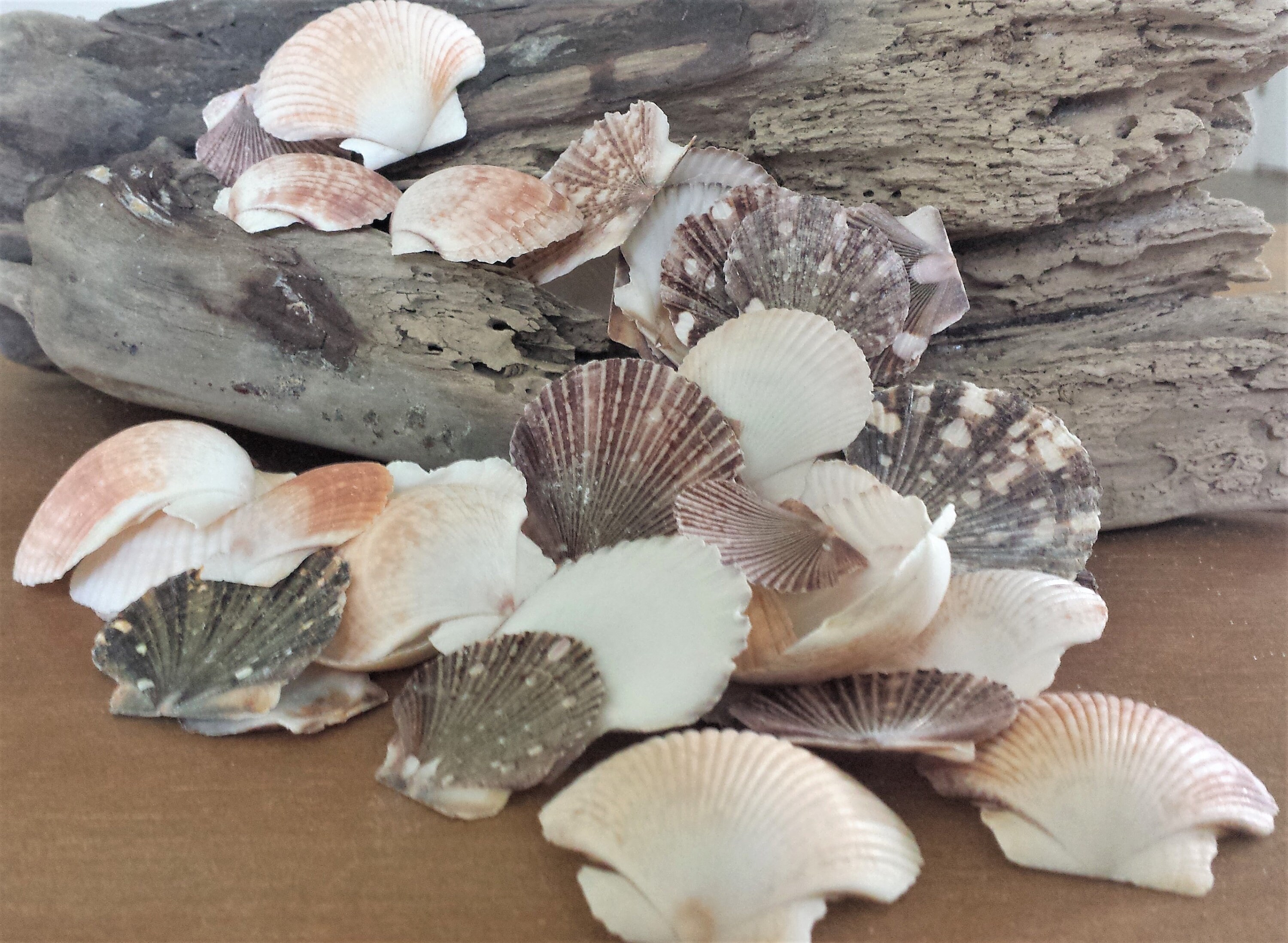 Small Shells Bulk Shells Craft Shells Beach Decor | Etsy