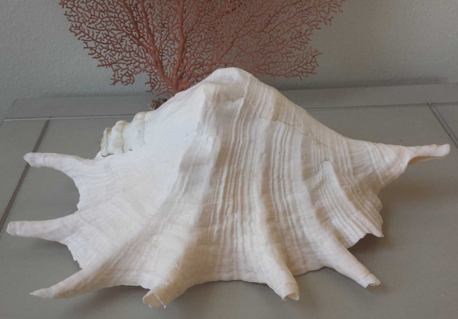 Large Sea Shells Large Shell Giant Spider Conch Shell Sea - Etsy