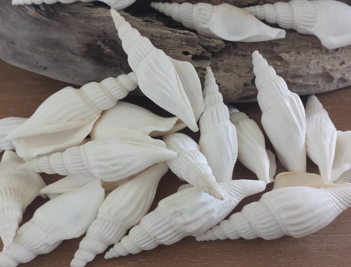 White Shells Seashells Shells Craft Shells Bulk Shells - Etsy