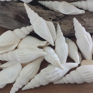 White Shells, Seashells, Shells, Craft Shells, Bulk Shells, Beach Decor ...