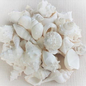 Beach Decor, White Shells, Shells, Seashells, Sea Shells Bulk, White ...