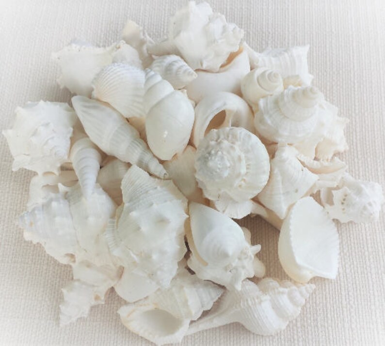 Beach Decor White Shells Shells Seashells Sea Shells Bulk - Etsy