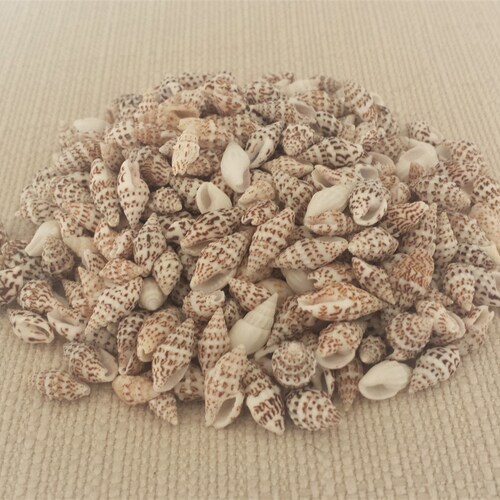 Tiny Shells Beach Decor Seashells Shells Craft Shells - Etsy