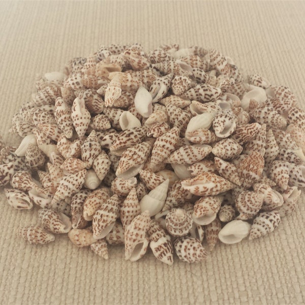 Tiny Bulk Shells - Etsy