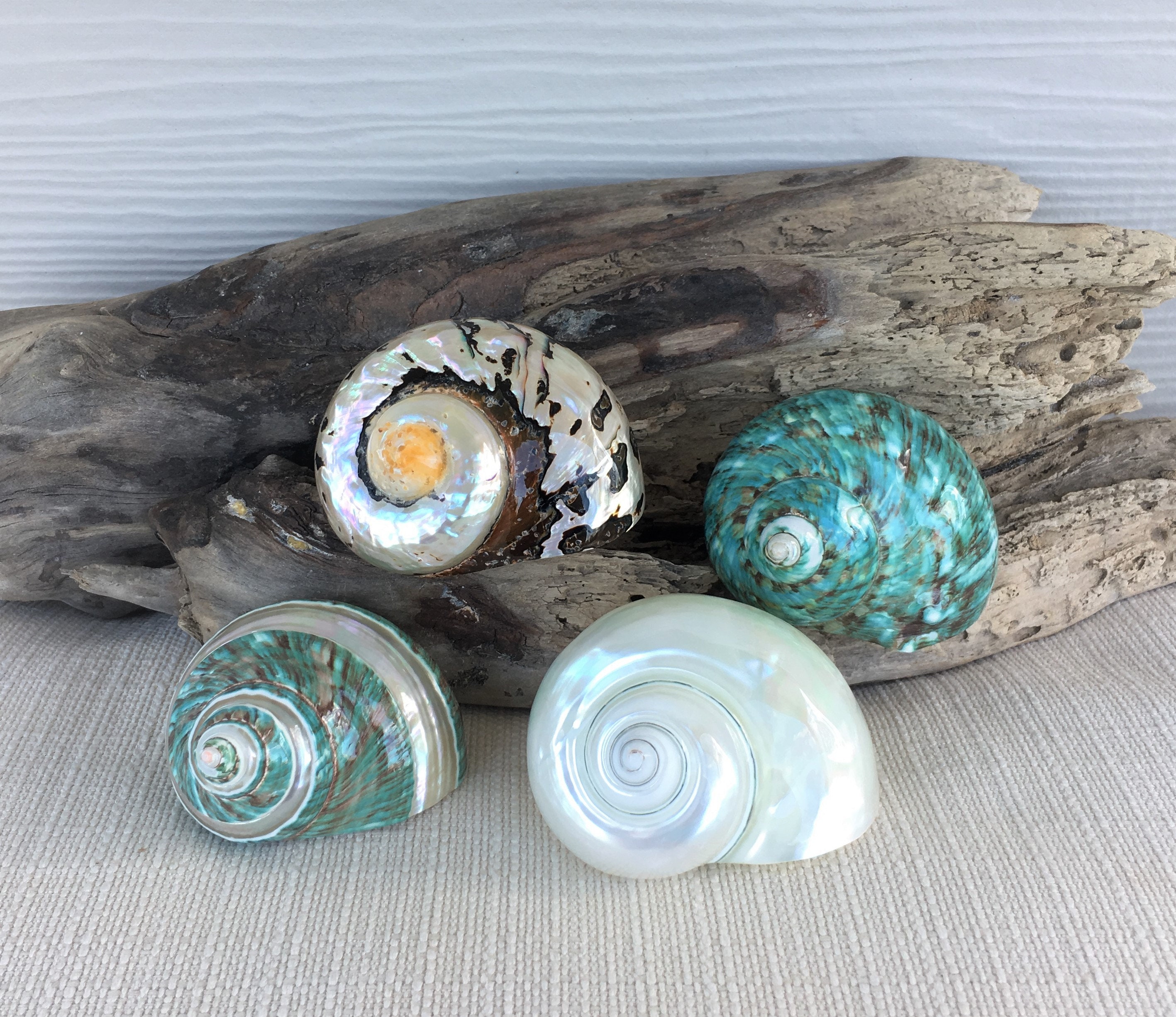 Seashells Shells Beach Decor Hermit Crab Shells Polished | Etsy