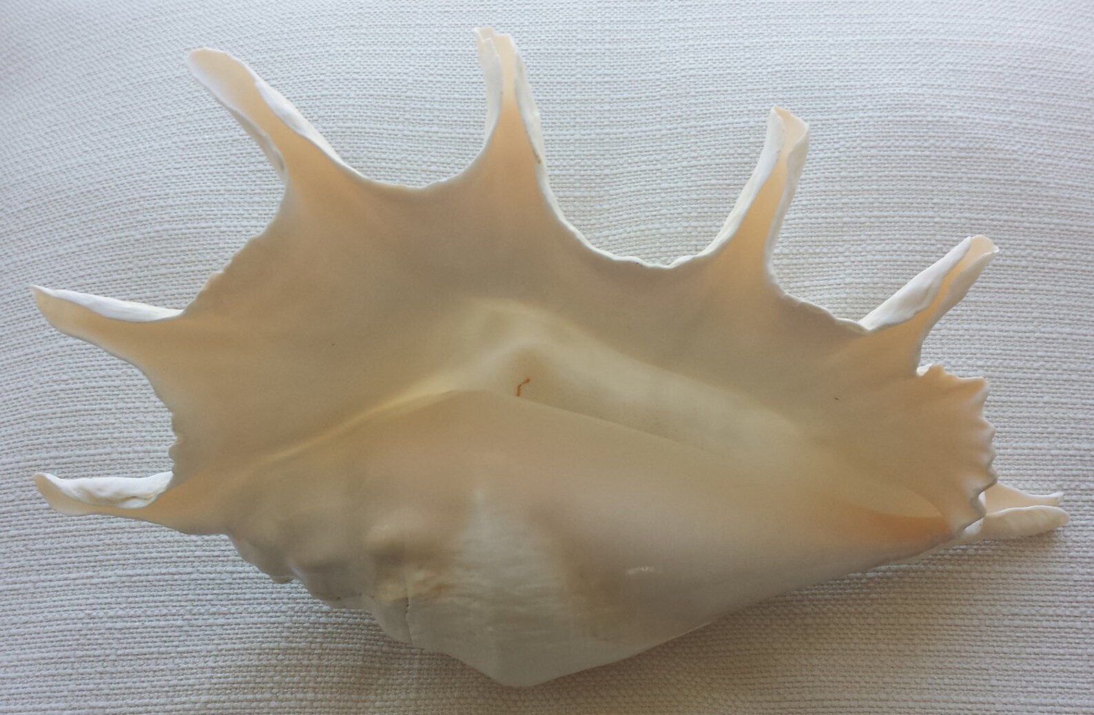 Large Sea Shells Large Shell Giant Spider Conch Shell Sea - Etsy