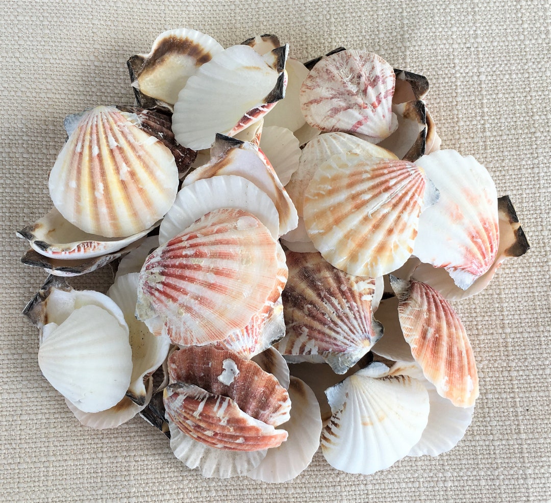 Scallop Shells, Craft Shells, Beach Decor, Seashells, Shells, Pecten ...