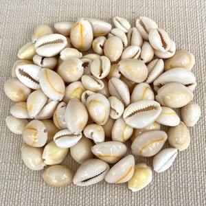 Cowrie Shells, White Shells, Small Shells, Tiny Shells, Beach Decor ...