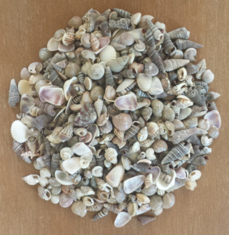 Tiny Shells Extra Tiny Shells Beach Decor Seashells | Etsy