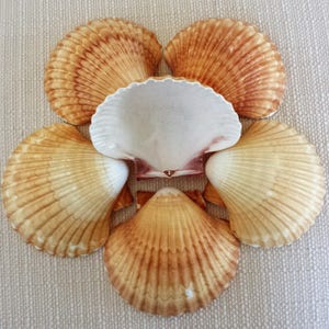Scallop Shells, Mexican Deep Scallop Shells, Sea Shells, Beach Decor ...