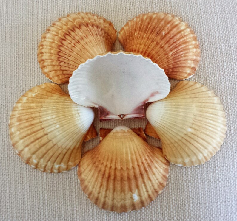 Scallop Shells Mexican Deep Scallop Shells Sea Shells Beach | Etsy