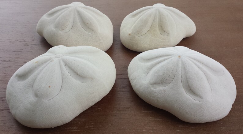 Specimen Seashell Specimen Shell Sea Biscuit Beach Decor - Etsy