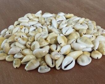 Clam Shells (200+), White Clam Shells, Tiny Shells, Small Shells, Beach Decor, Seashells, Shells ...