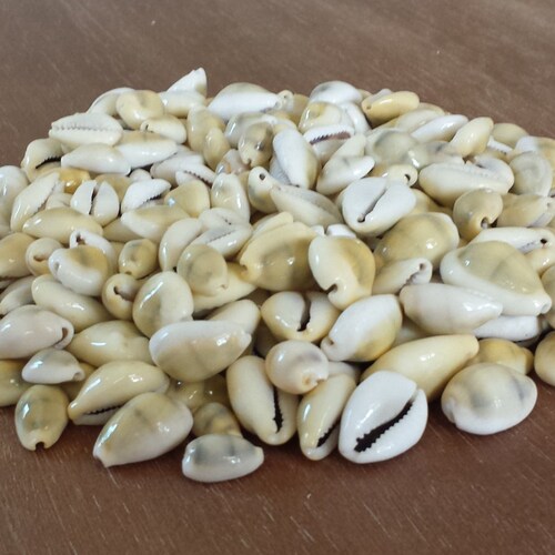 Small Shells Tiny Shells Beach Decor Seashells Shells - Etsy