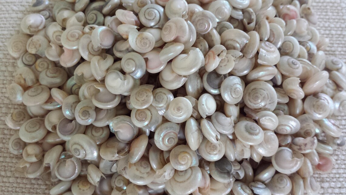 Tiny Shells Small Shells Beach Decor Seashells Shells - Etsy