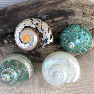 Seashells, Shells, Beach Decor, Hermit Crab Shells, Polished Shells ...