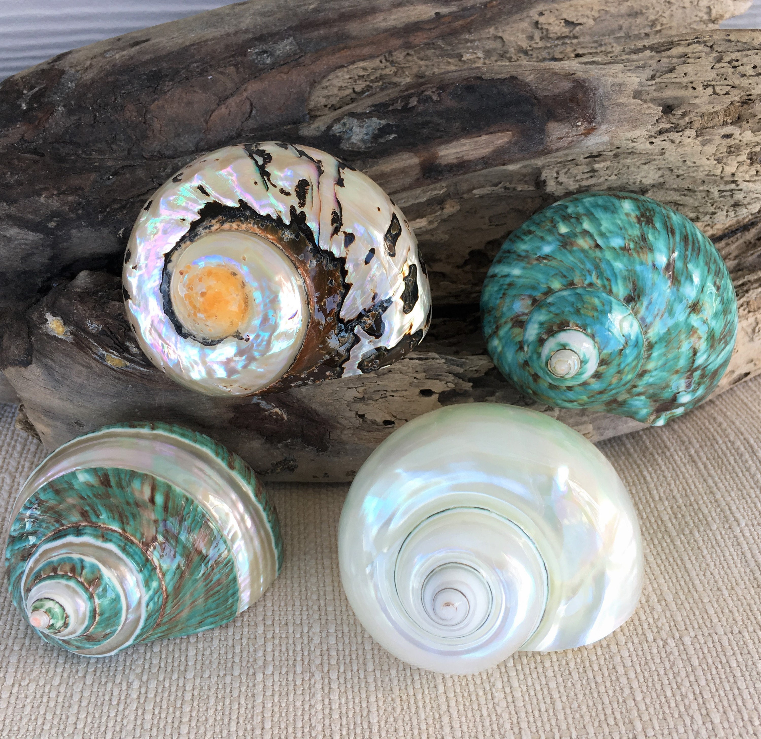 Seashells Shells Beach Decor Hermit Crab Shells Polished | Etsy