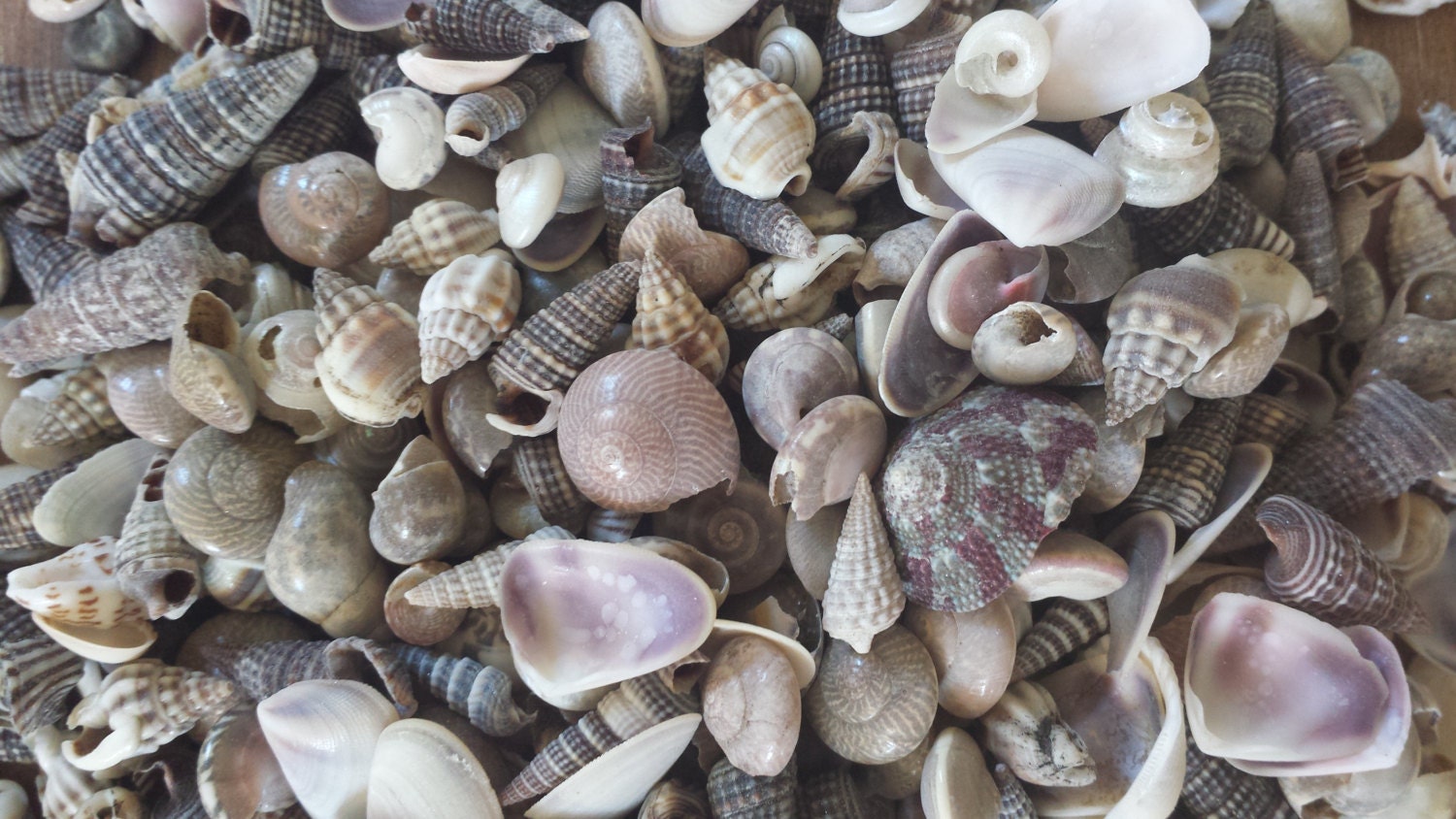 Tiny Shells Extra Tiny Shells Beach Decor Seashells - Etsy Australia
