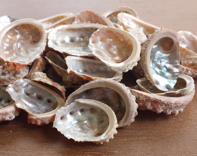 Beach Decor Seashells Shells Home Decor Craft Shells - Etsy