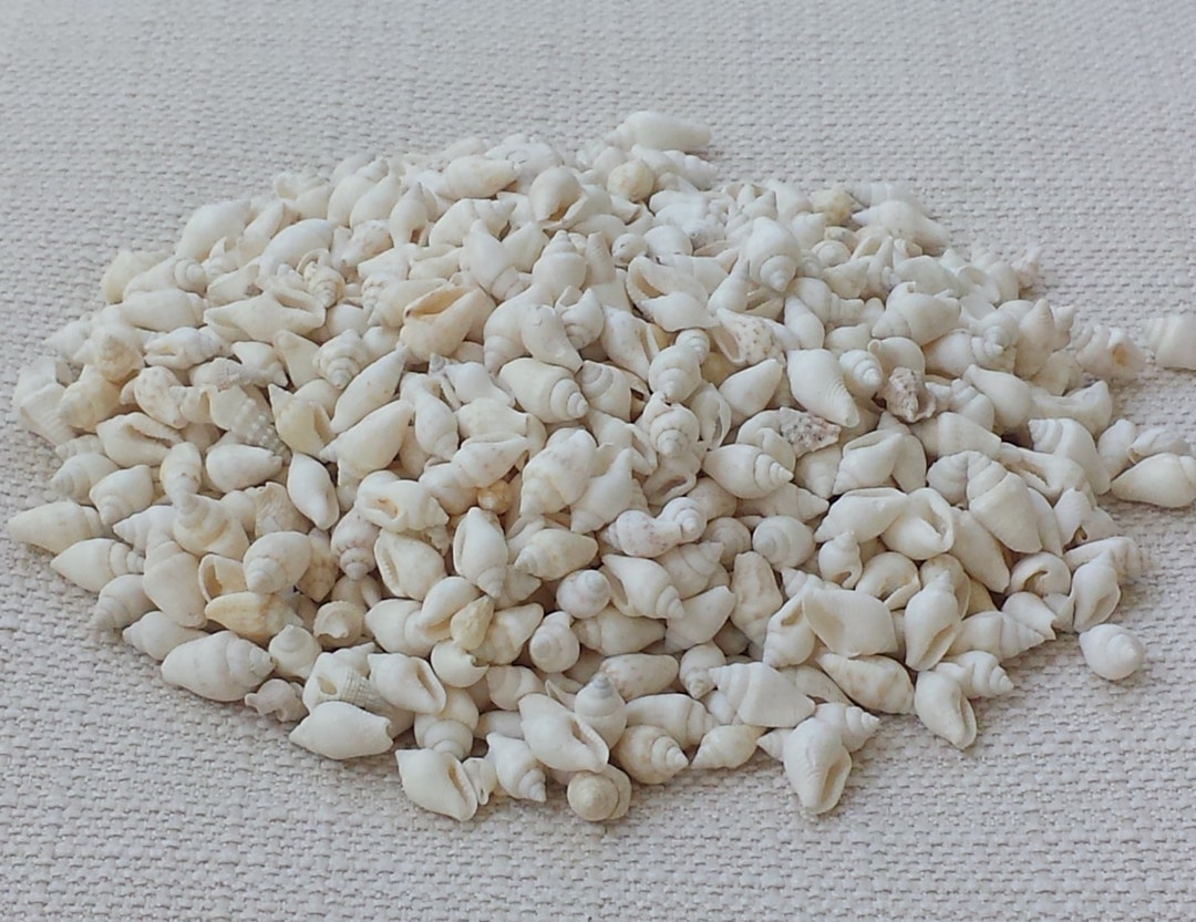 Tiny Shells, Beach Decor, Seashells, Shells, Craft Shells, Tiny Shells ...