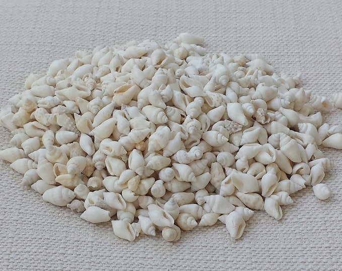 Tiny Shells, Beach Decor, Seashells, Shells, Craft Shells, Tiny Shells, White Shells, White ...