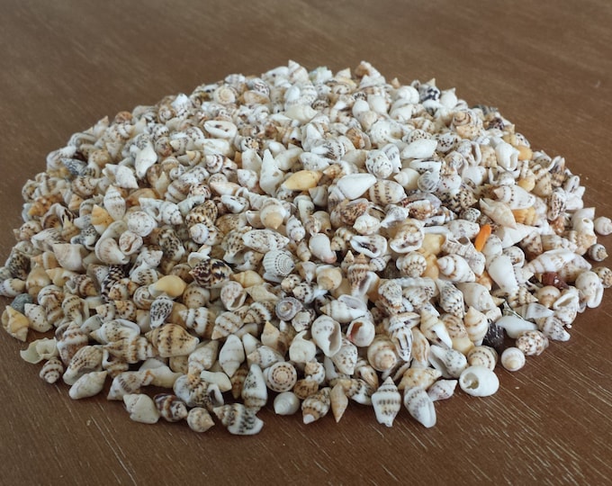 Small Shells, Beach Decor, Seashells, Shells, Craft Shells, Small ...