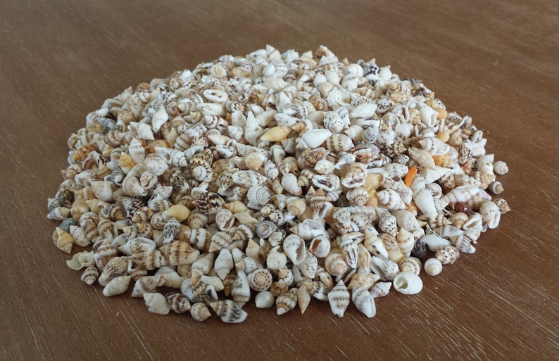 Small Shells Beach Decor Seashells Shells Craft Shells - Etsy