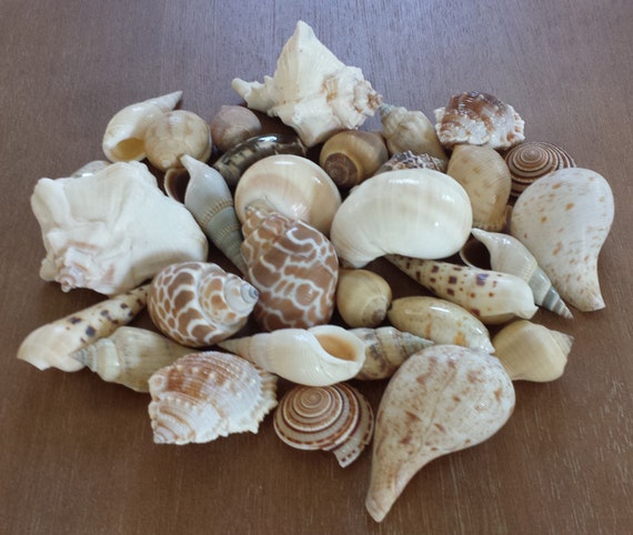 Brown Shell Mix 20 Seashell Mix Beach Decor Seashells | Etsy