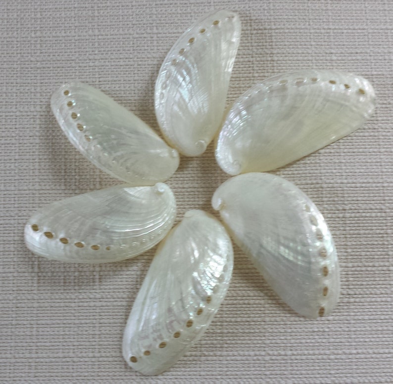 Pearl Abalone Abalone Shells Beach Decor Seashells Shells | Etsy