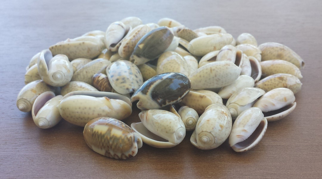 Beach Decor, Seashells, Shells, Craft Shells, Small Shells, Tiny Shells ...