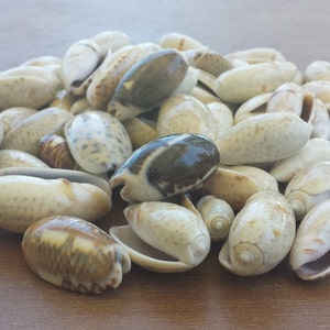 Beach Decor, Seashells, Shells, Craft Shells, Small Shells, Tiny Shells, Polished Shells, Brown ...